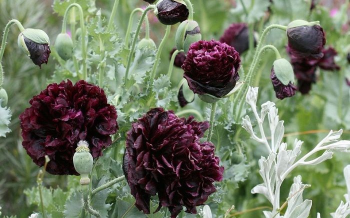 black poppies