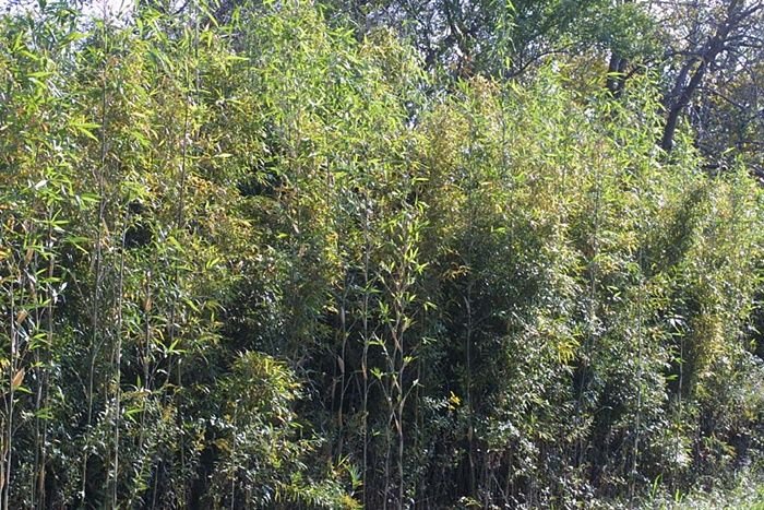 Growing North America's Native Bamboo - Dave's Garden