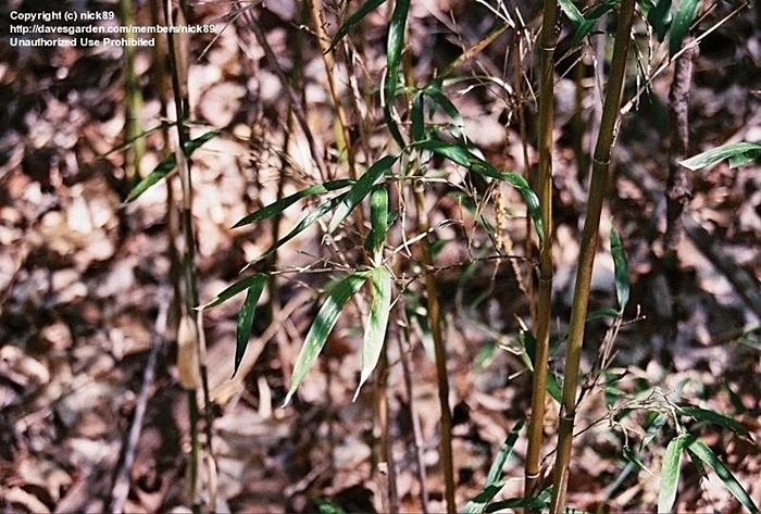 Growing North America's Native Bamboo - Dave's Garden