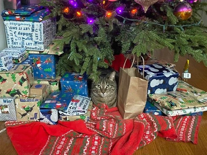 cat under Christmas tree