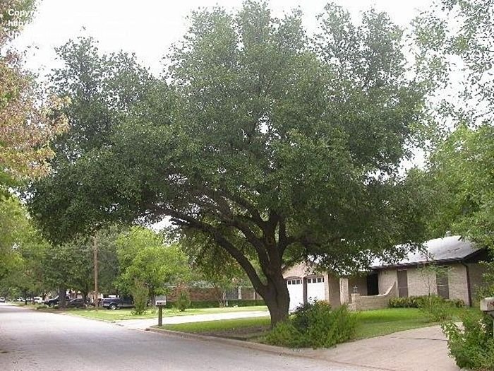 Help the Carolina Chickadee by Planting Native - Dave's Garden