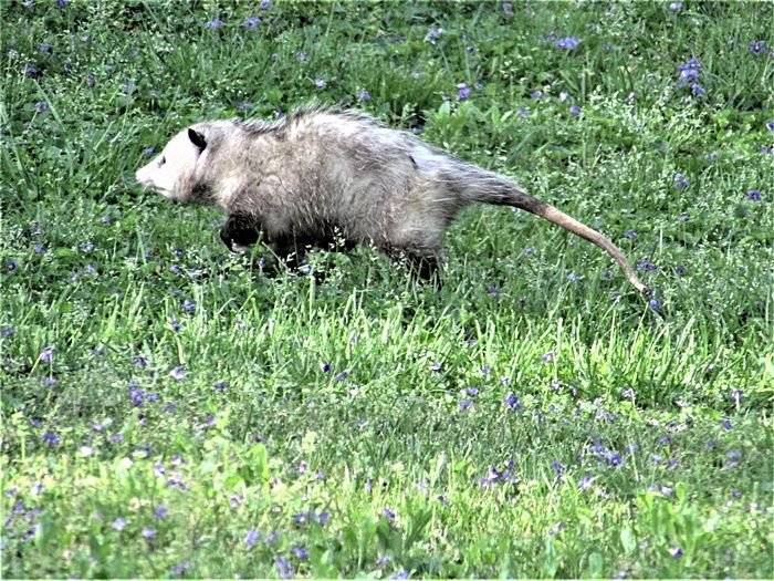 The Precarious Lives of Opossums - Dave's Garden