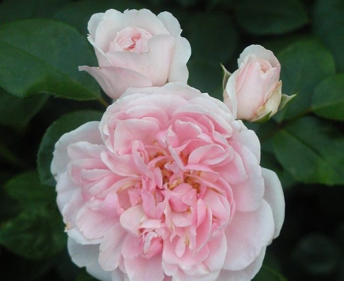 Growing Kordes Roses - Dave's Garden