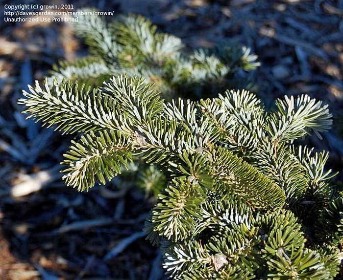 Choosing the Perfect Christmas Tree - Dave's Garden