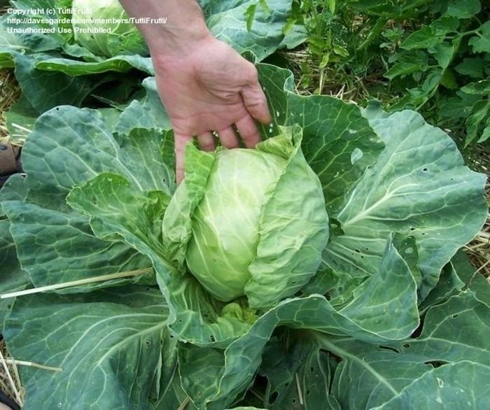 Growing Cabbage and its Relatives - Dave's Garden