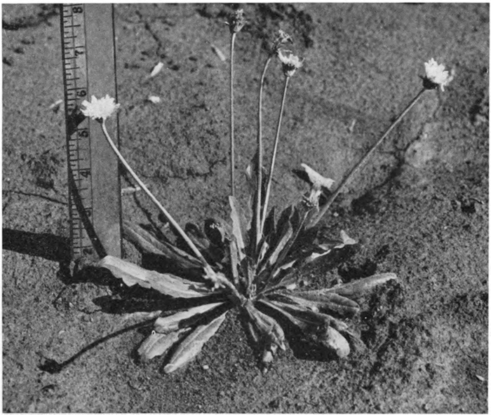 Riding on Dandelions: Taraxacum kok-saghyz - Dave's Garden