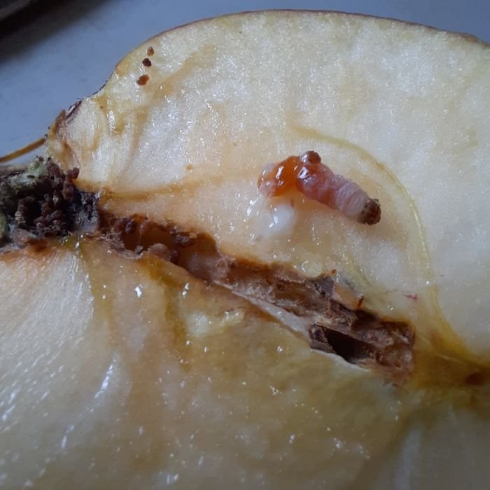 Apple half with a middle ditch made by the apple worm