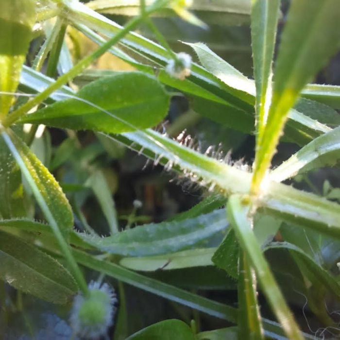 Sticky Bob, the Medicinal Weed - Dave's Garden