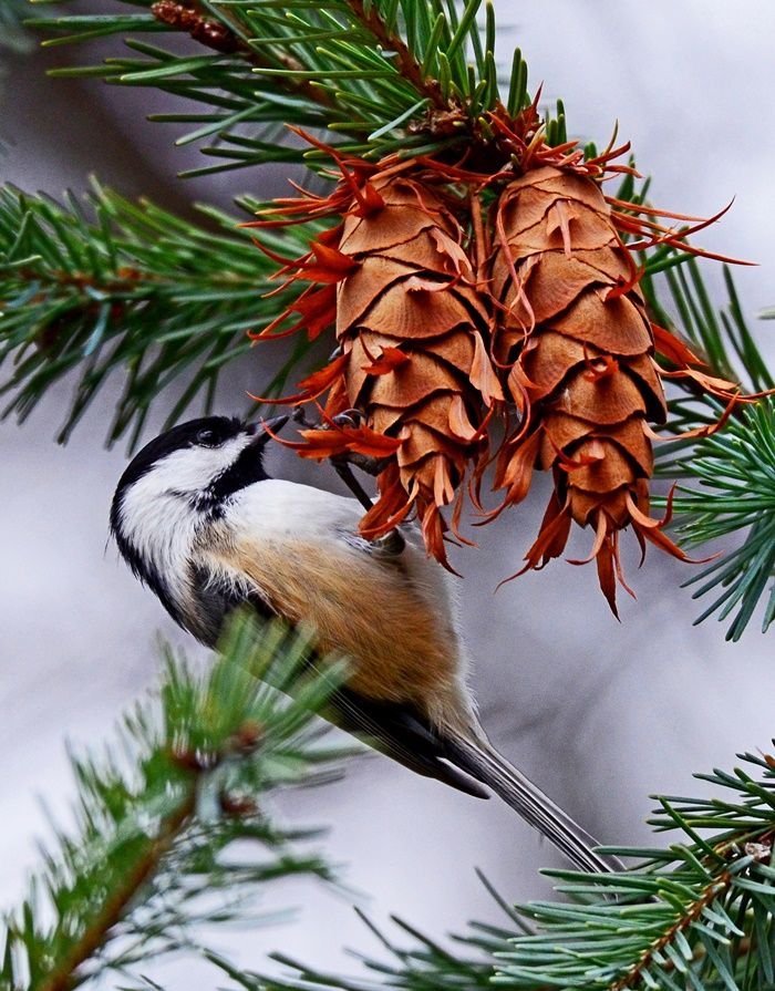 Help the Carolina Chickadee by Planting Native - Dave's Garden