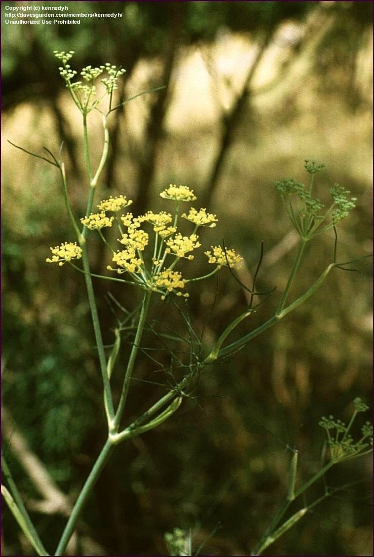 Fall Fennel: Great Flavor for Autumn - Dave's Garden
