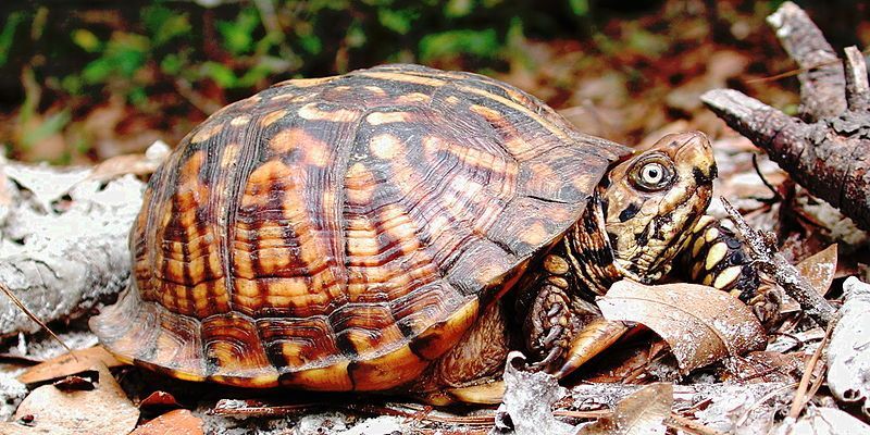 Gardeners, Put Down Your Rakes - Dave's Garden