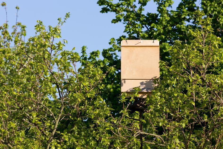 Don't Let Bats Drive You Batty when Bat Boxes are the Answer - Dave's ...