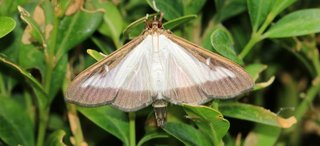 10 New Invasive Species to Watch Out For | DoItYourself.com