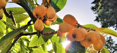 11 Trees That Require Little Water | DoItYourself.com
