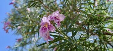 11 Trees That Require Little Water | DoItYourself.com