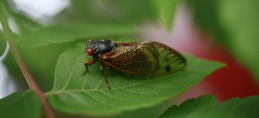 8 Things to Know About Cicadas | DoItYourself.com