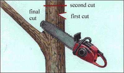 Pruning Trees - Making Cuts | DoItYourself.com