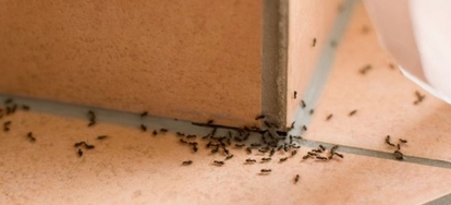 How to Use Herbs and Spices to Keep Ants Away | DoItYourself.com
