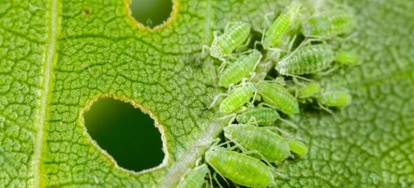 Worst Garden Pests (And How to Get Rid of Them) | DoItYourself.com