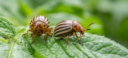 How to Identify and Remove Potato Bugs | DoItYourself.com