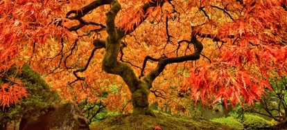 7 Trees with Non-invasive Roots | DoItYourself.com