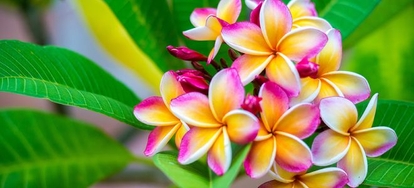 9 Fragrant Trees | DoItYourself.com