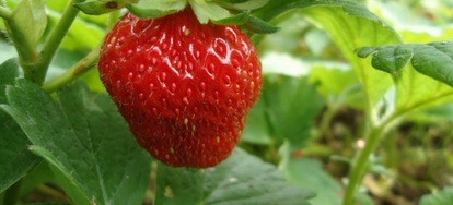 How to Prune Your Strawberry Plants | DoItYourself.com