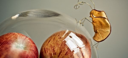 4 Natural Fruit Fly Remedies | DoItYourself.com