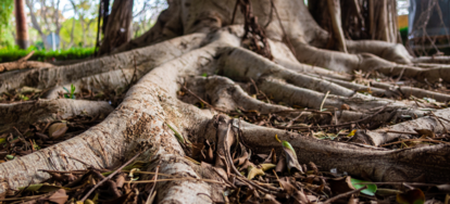 How to Remove a Tree Root Without Hurting the Tree | DoItYourself.com