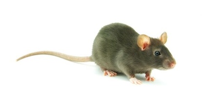 How to Get Rid of Rats in Your Crawl Space | DoItYourself.com