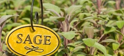 6 Different Types of Sage | DoItYourself.com