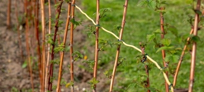 DIY Raspberry Trellis | DoItYourself.com