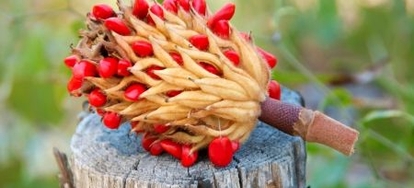 How to Grow a Magnolia Tree From Seeds | DoItYourself.com