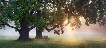 Easy Ways to Landscape Around Trees | DoItYourself.com