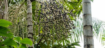 Growing Acai Berries: Soil and Climate | DoItYourself.com