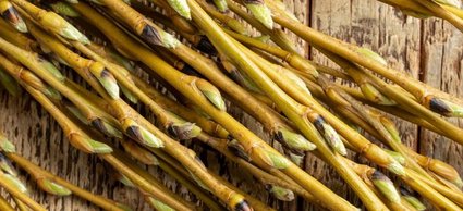 3 Trees with Edible Bark | DoItYourself.com