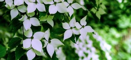Easy Outdoor Plants | DoItYourself.com