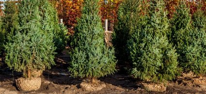 How to Plant a Living Christmas Tree | DoItYourself.com