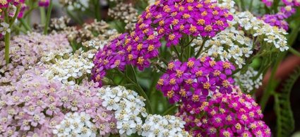 6 Flowers that Attract Good Insects | DoItYourself.com