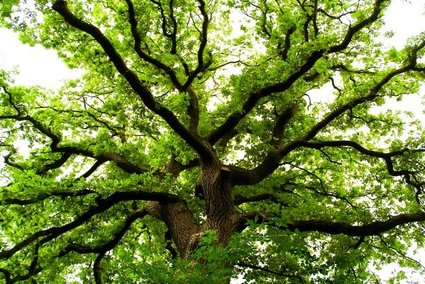 Removing a Dead Limb from an Oak Tree | DoItYourself.com