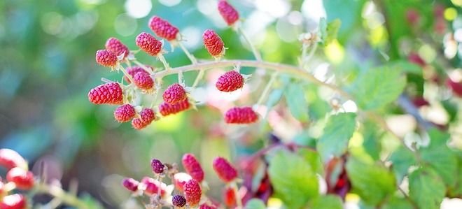 Growing Raspberries: How To Build A Trellis | DoItYourself.com