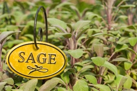 6 Different Types of Sage | DoItYourself.com