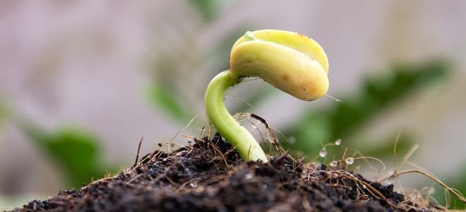 How to Grow Trees From Seed | DoItYourself.com