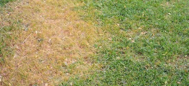 Lawn Repair - Fill in Bare Patches | DoItYourself.com