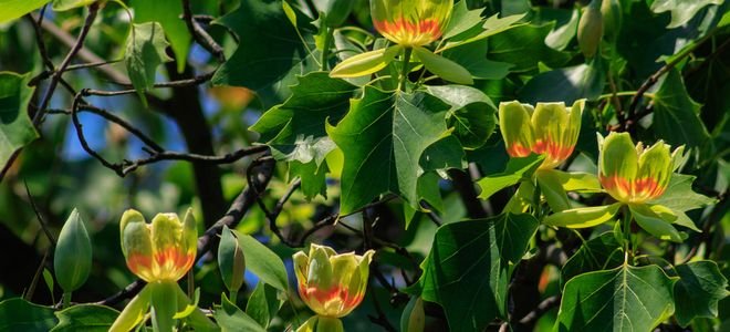 Tree Pollen: Best and Worst Trees for Allergies | DoItYourself.com