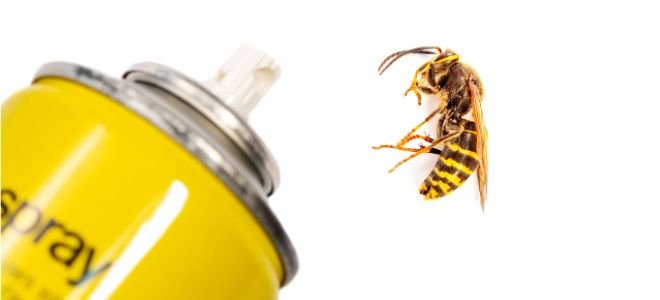 How to Kill Yellow Jackets and Prevent Infestation | DoItYourself.com