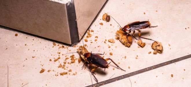 Roach Infestations and How to Prevent Them | DoItYourself.com