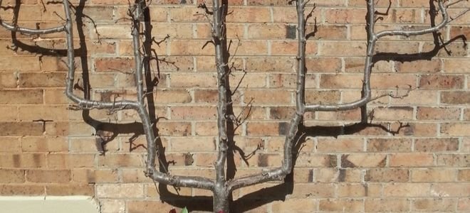 How to Espalier Trees | DoItYourself.com