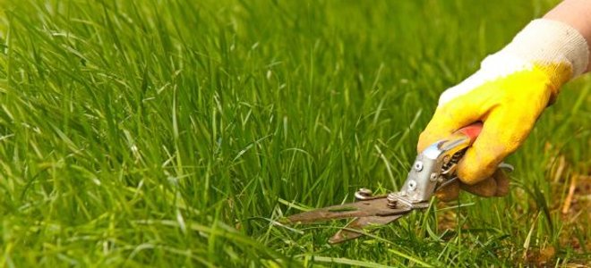 9 Essential Tools for Your Best Lawn | DoItYourself.com