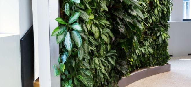 Everything You Need to Know About Living Plant Walls | DoItYourself.com